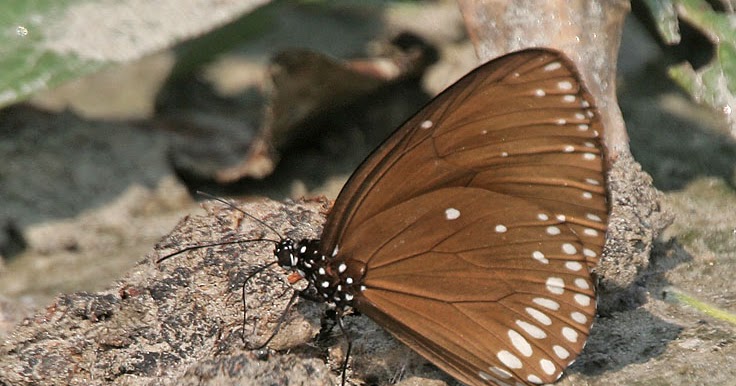 Variety of Life: Euploea