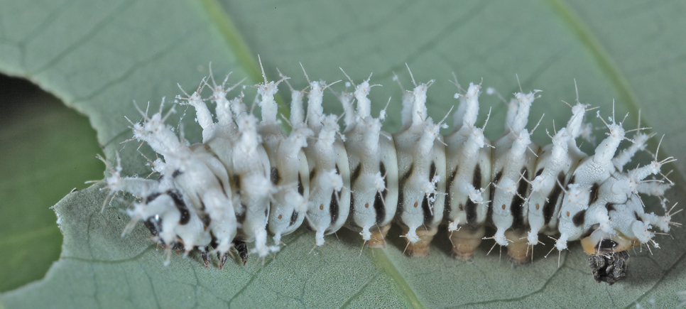 BunyipCo: November 2012