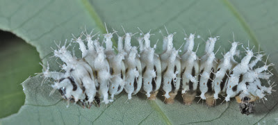 BunyipCo: November 2012