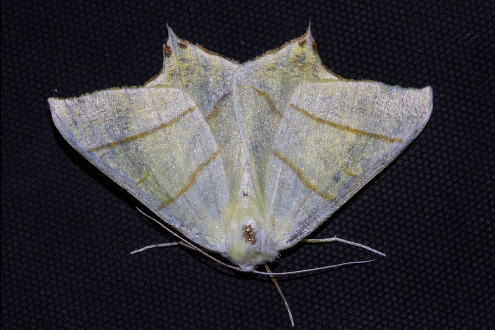 Butterflies, Dragonflies, Moths & other Insects: Swallow Tail Moth