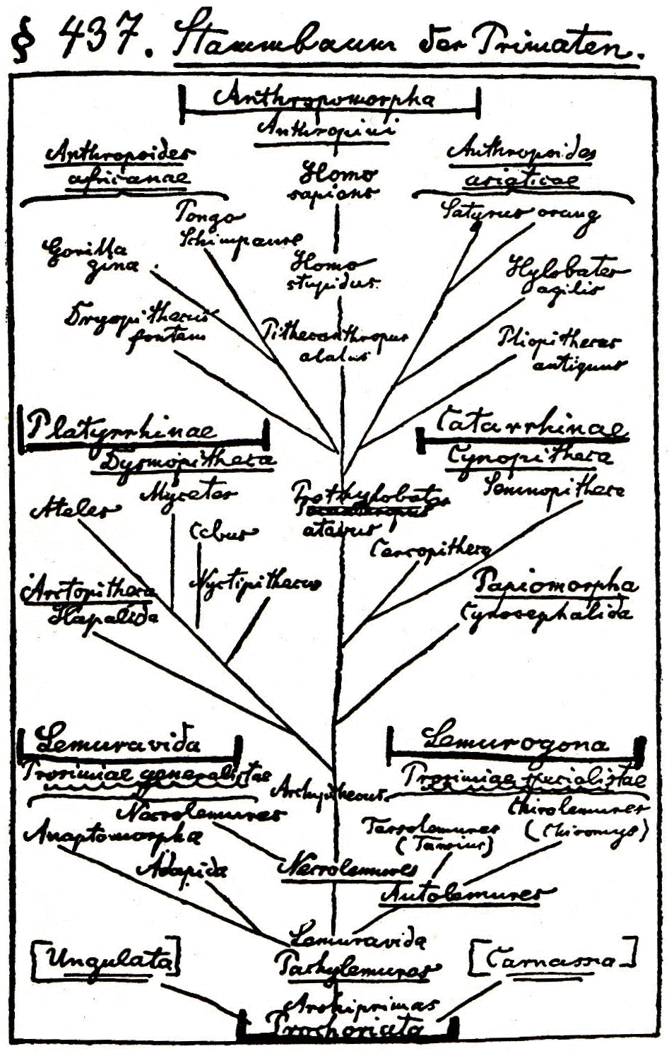 Homo Phylogenetic Tree