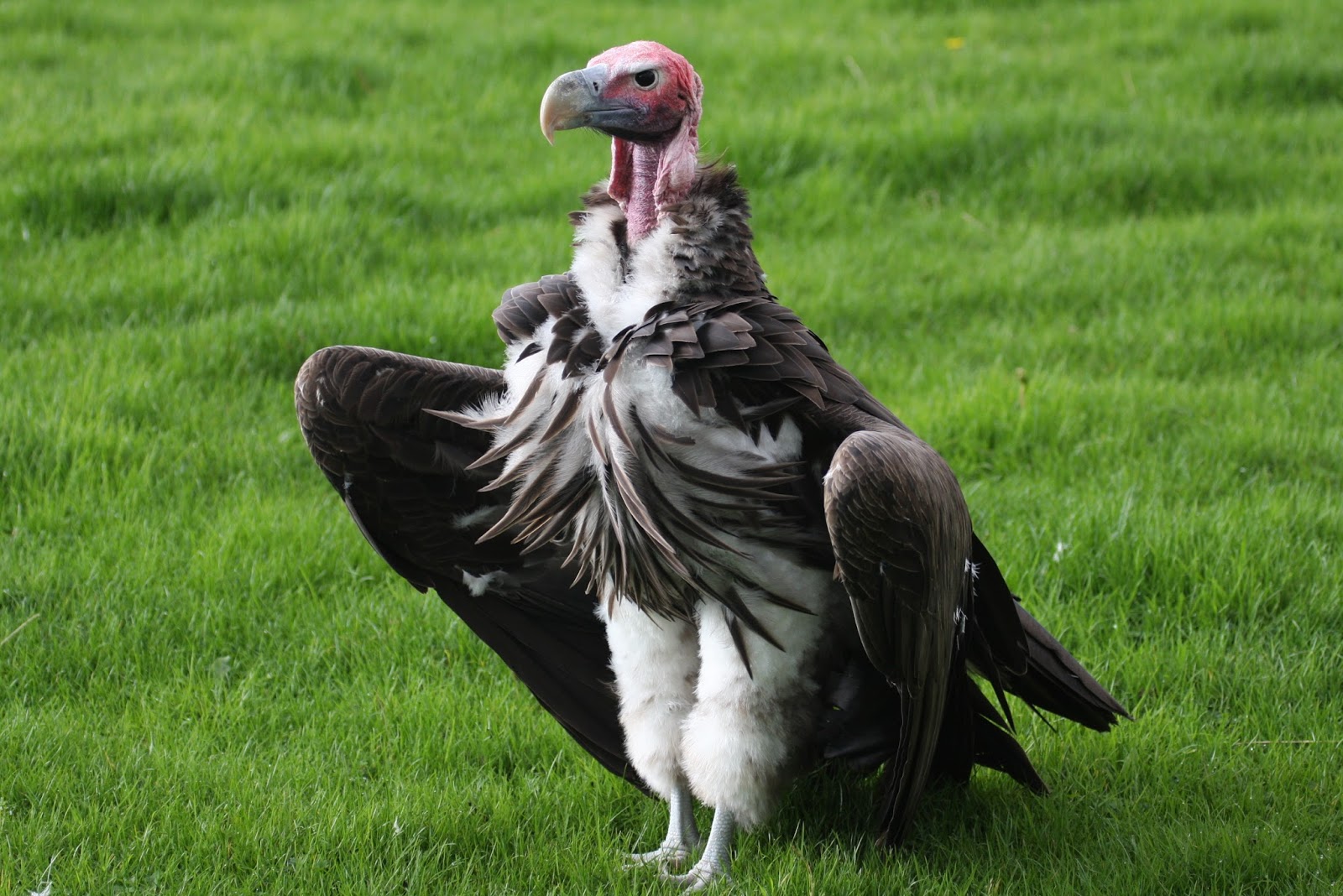 Animal World,Wild universe: Vulture