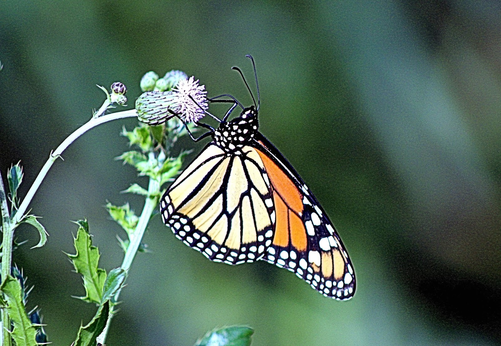 Monarch Butterflies 5 Photos