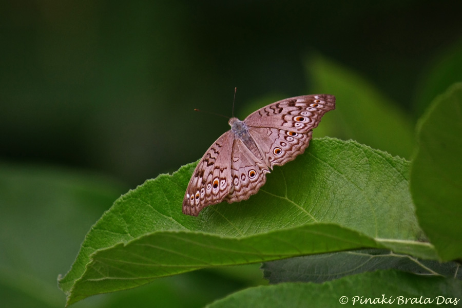 PINAKI'S PHOTO WORLD: August 2011