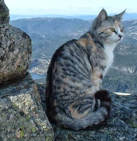 Chinese Mountain Cat | Enter your blog name here