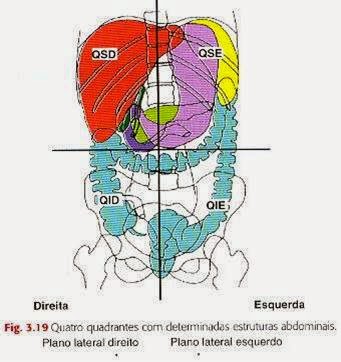 DICAS DE RADIOLOGIA: ANATOMIA DO ABDOME