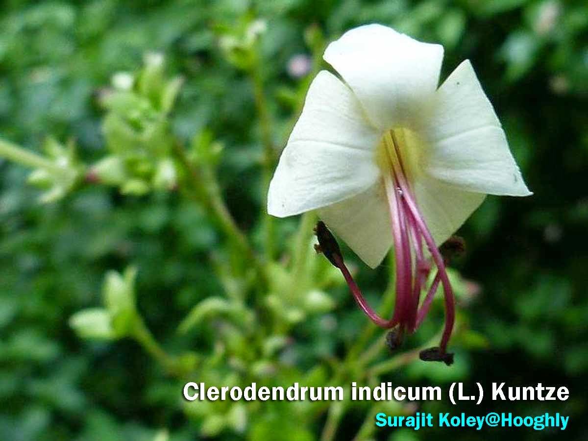 Medicinal Plants: Clerodendrum indicum