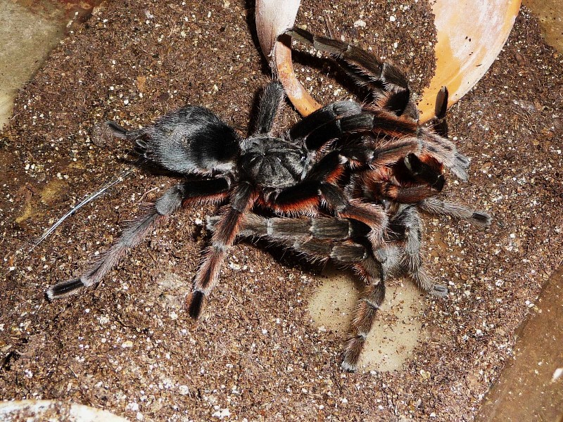 Breeding Tarantula ~ Dunia Tarantula