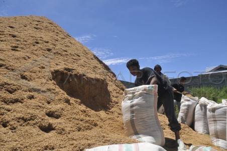 KOLOSA: Sekam padi (rice husk)