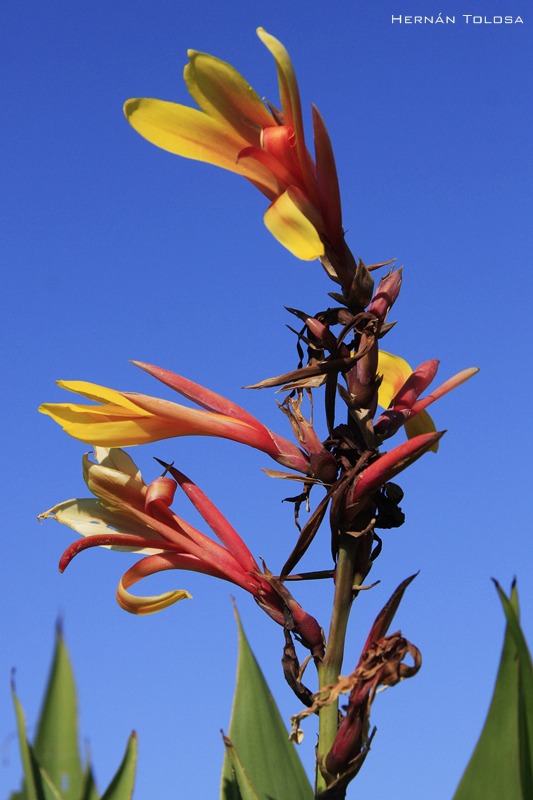 Flora Bonaerense: Achira amarilla (Canna glauca)