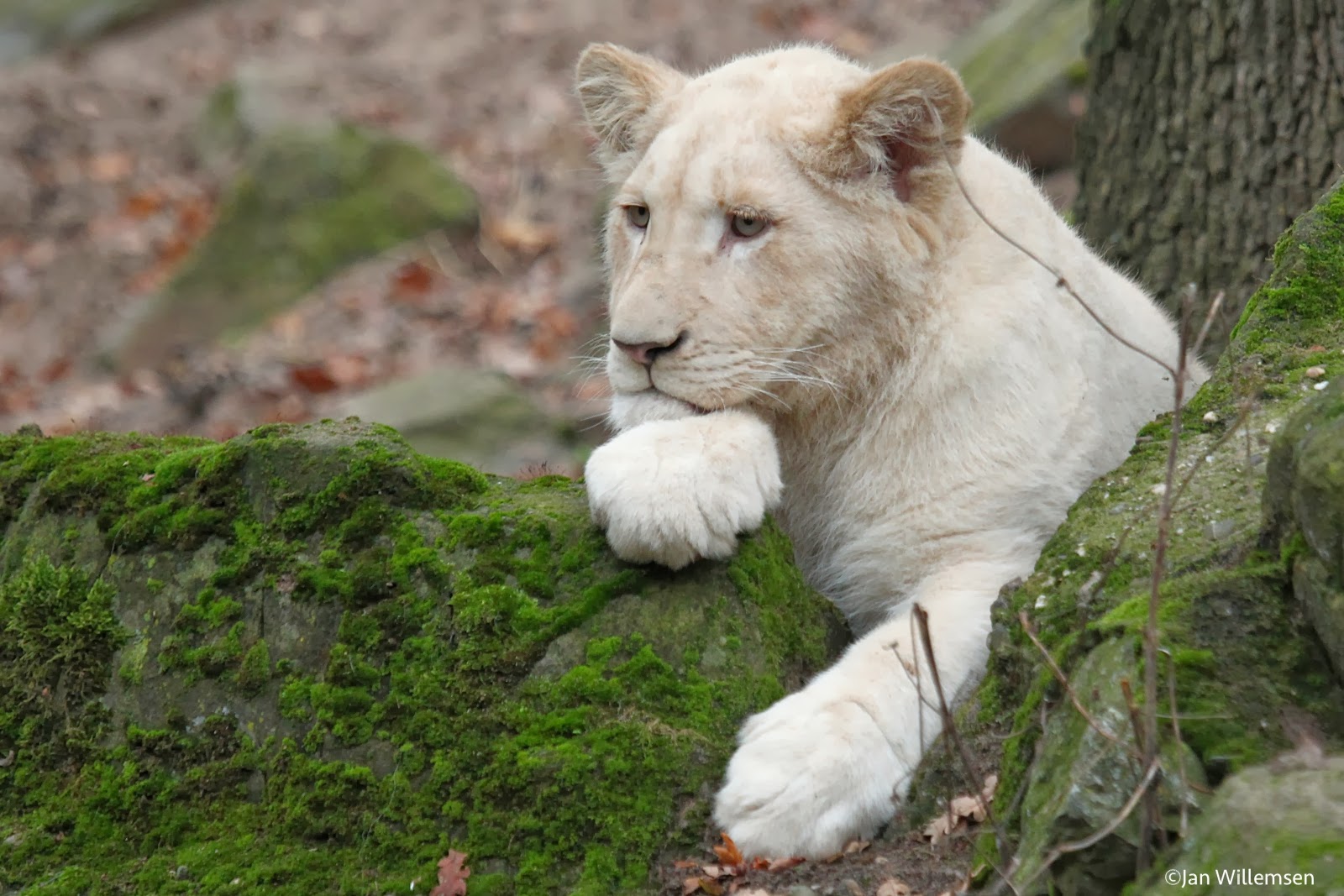 Jan Willemsen Fotografie: ZOO Ouwehands Dierenpark Rhenen