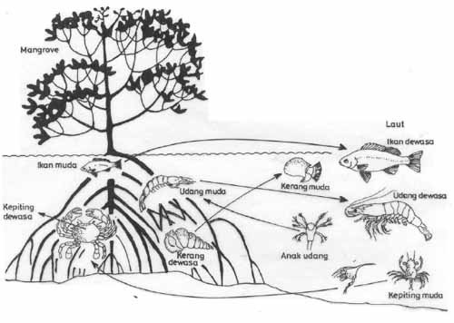 Biologi Kelas X Pengertian Ekosistem | Biologi Kelas
