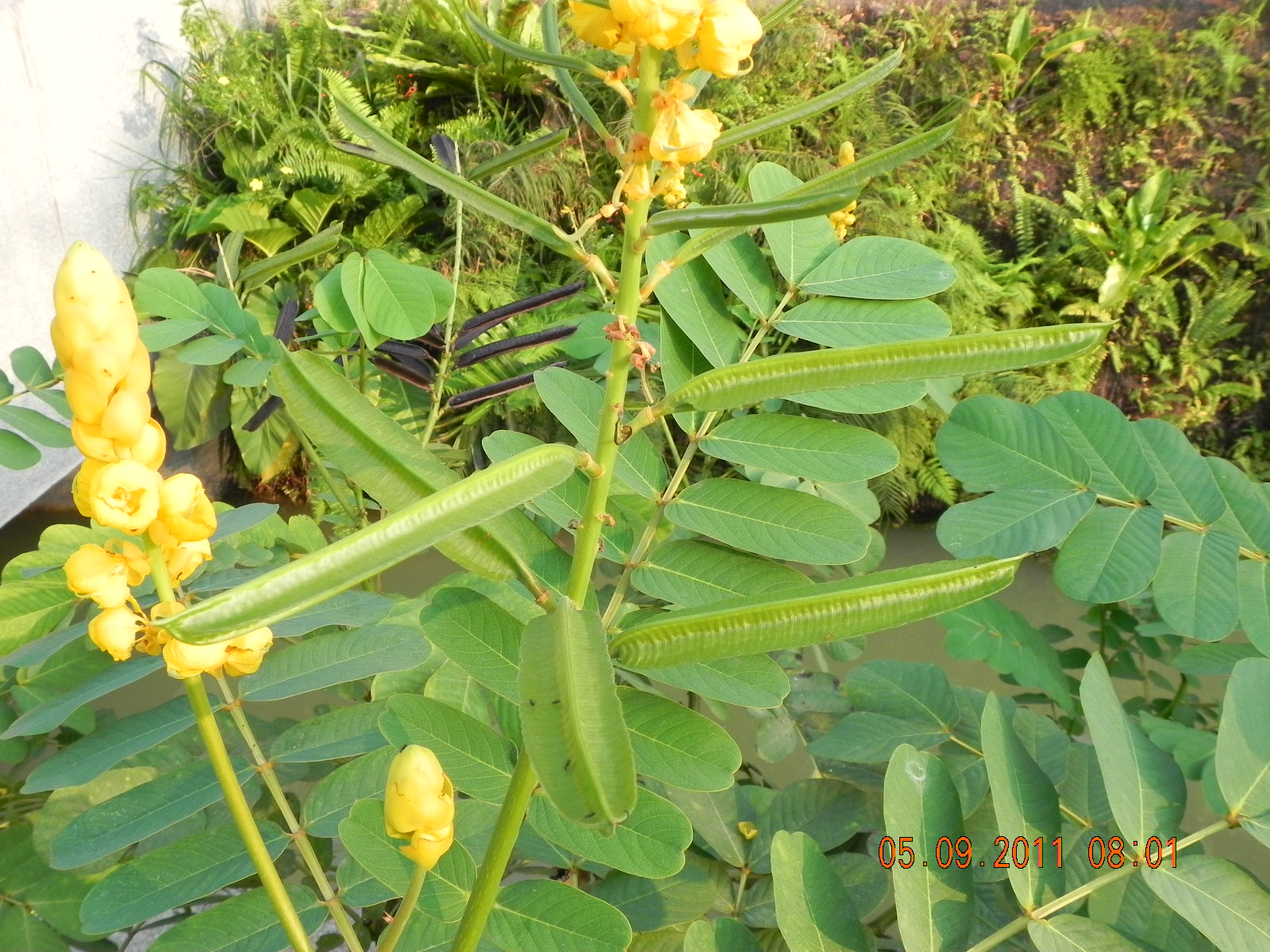 my G@Rdening frenzY: SENNA ALATA