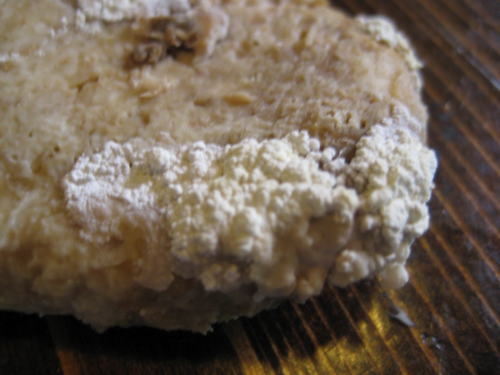 A Meditation on Mold – Hella Delicious Food