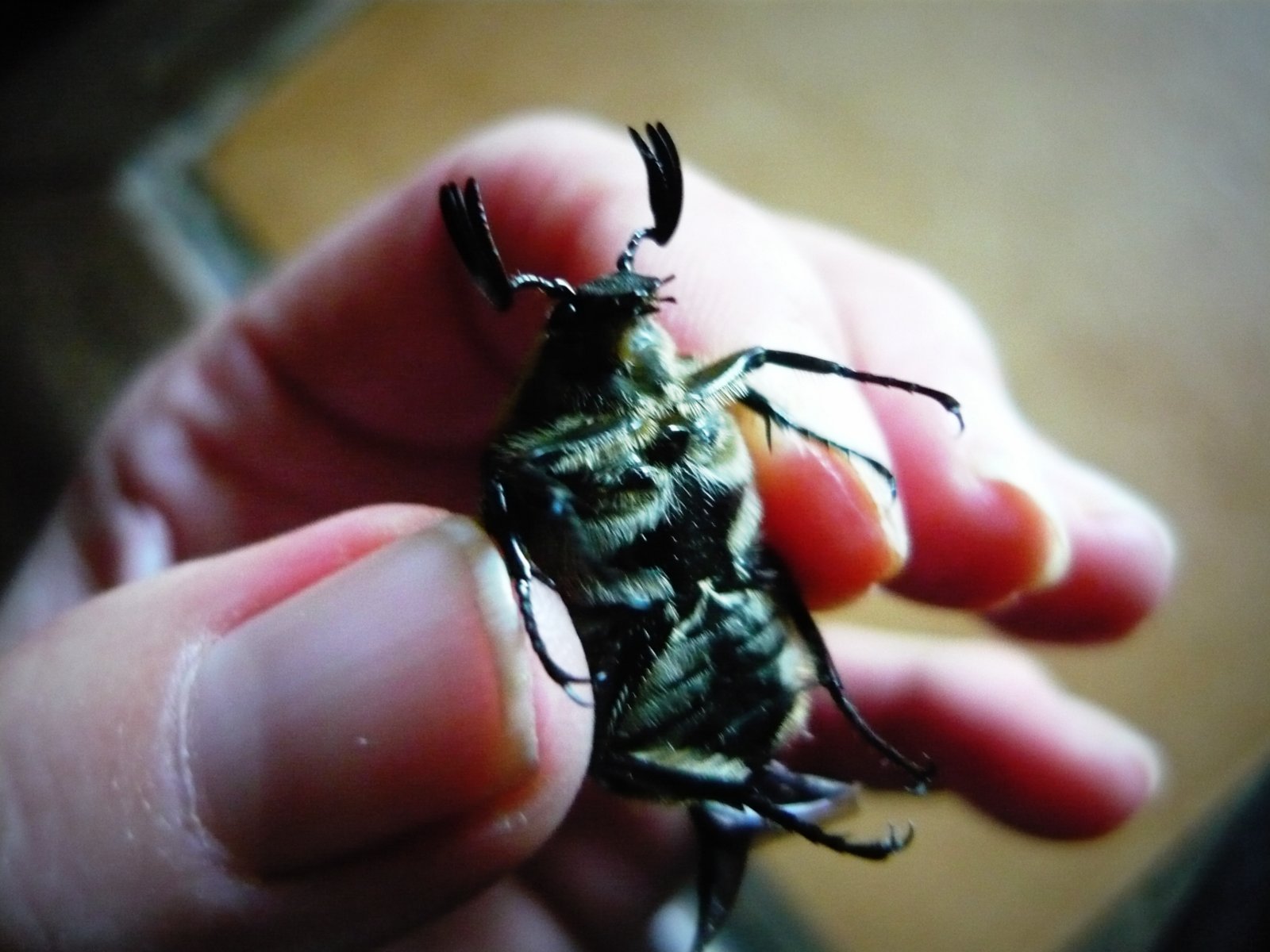 Poke it With a Stick