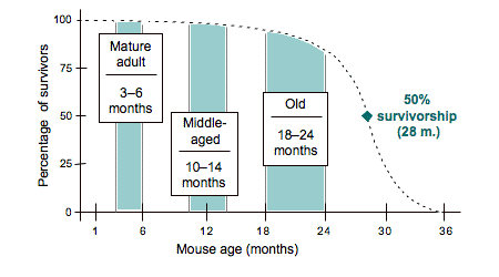 Antioxidants and Intermittent Fasting – Good For Longevity?