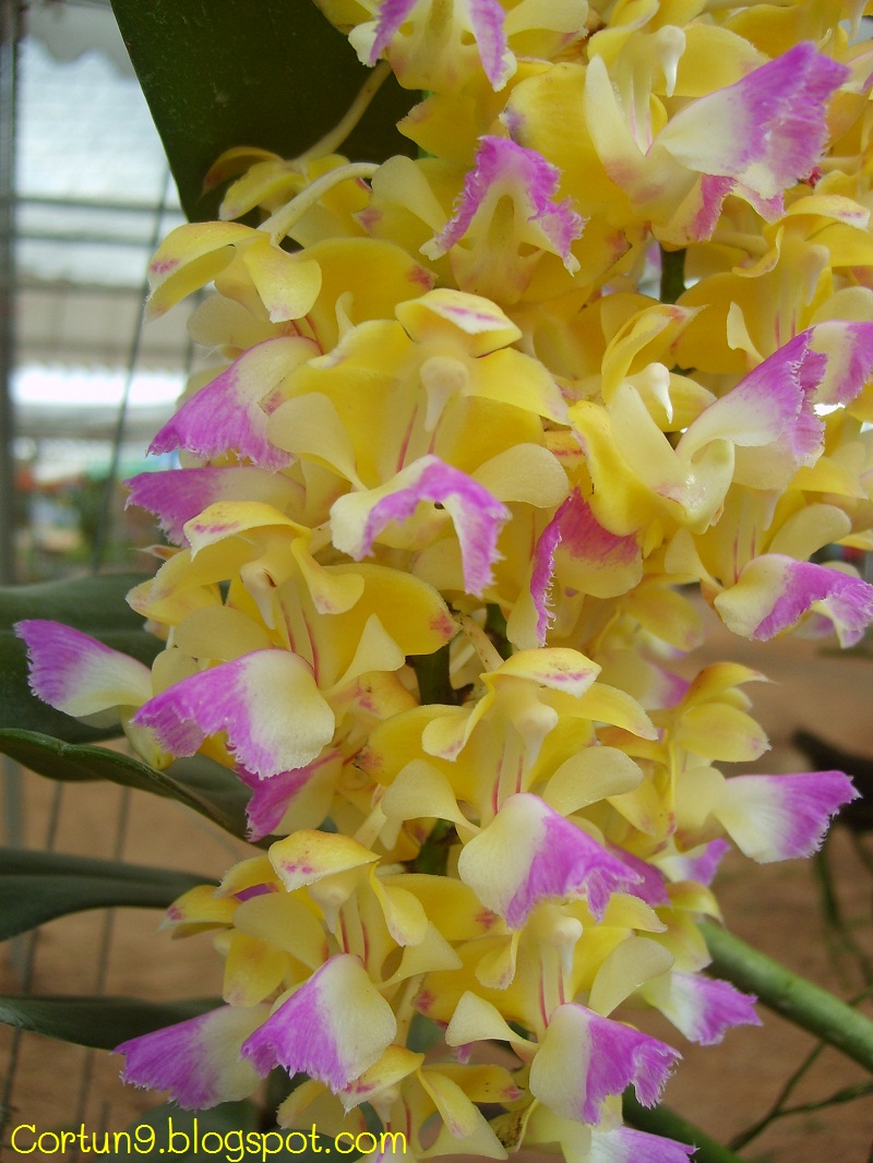 Orchids Flowers Pictures Bulbophyllum Vanda Cattleya Cymbidium ...