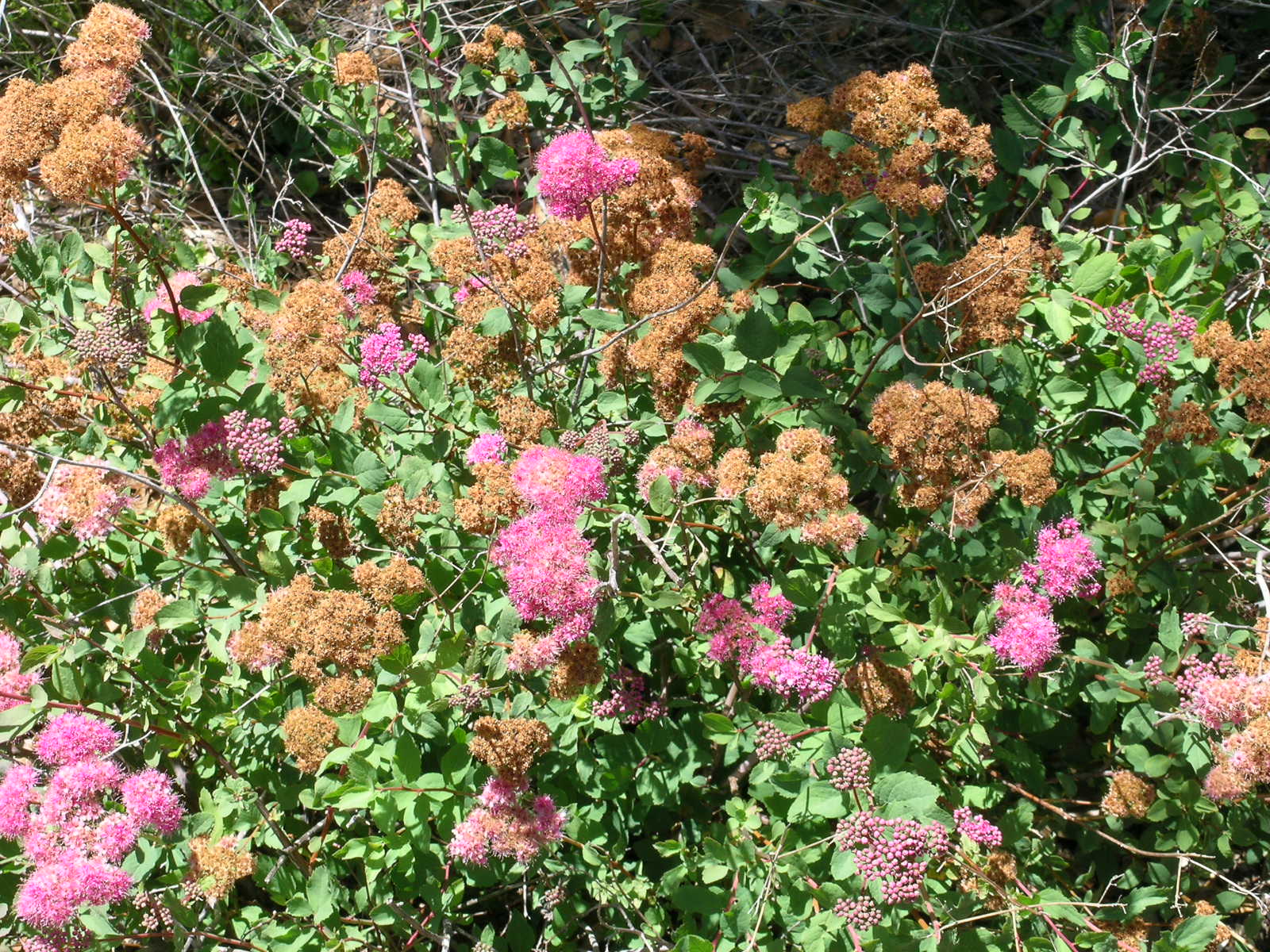 Berkeley Butterfly Blog: Spiraea densiflora--Rose colored Meadow Sweet