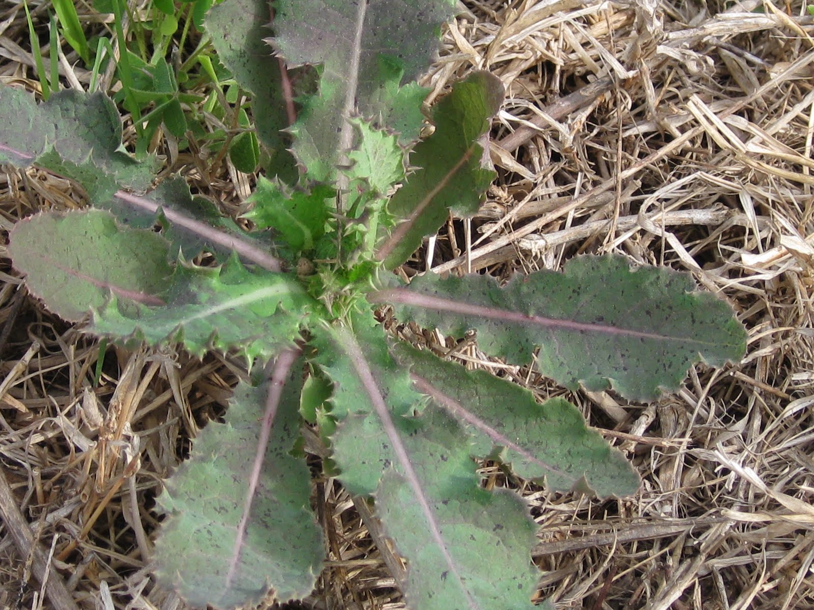 Texifornia: To Weed or Not?