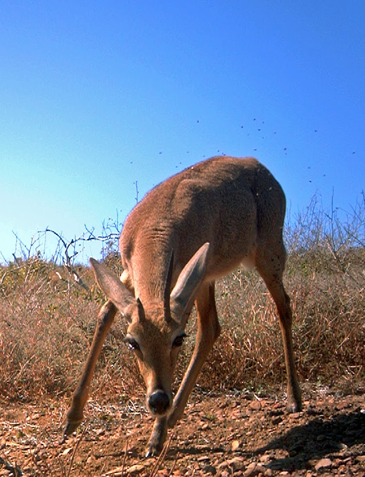 Remote Camera Trap - South Africa: November 2013