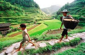 China: Rice Production