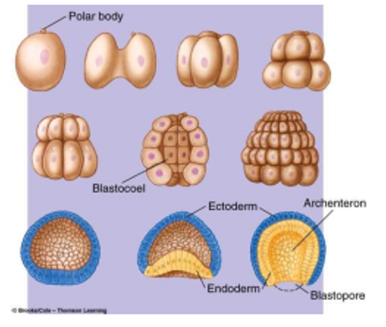 MAKALAH GASTRULASI | C E O - Makalah
