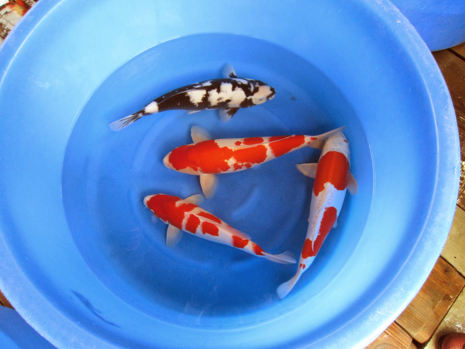 Ushijima Nishikigoi: The Niigata Koi Have Arived!