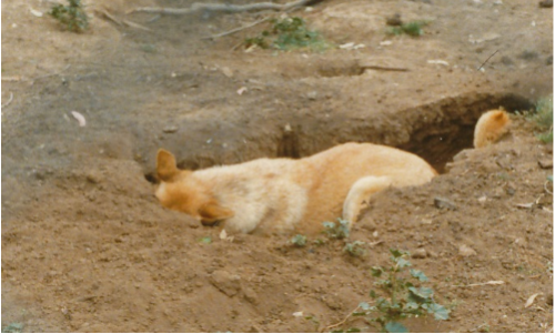 Dingo Lady: Dingoes: Excavation Experts (and I don’t mean the machines)