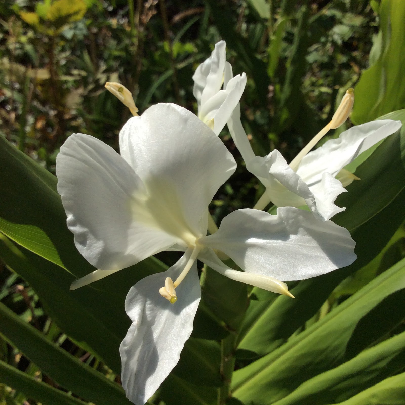 Grow It First | CK Worley | Best Essential Oils Atlanta: Butterfly ...