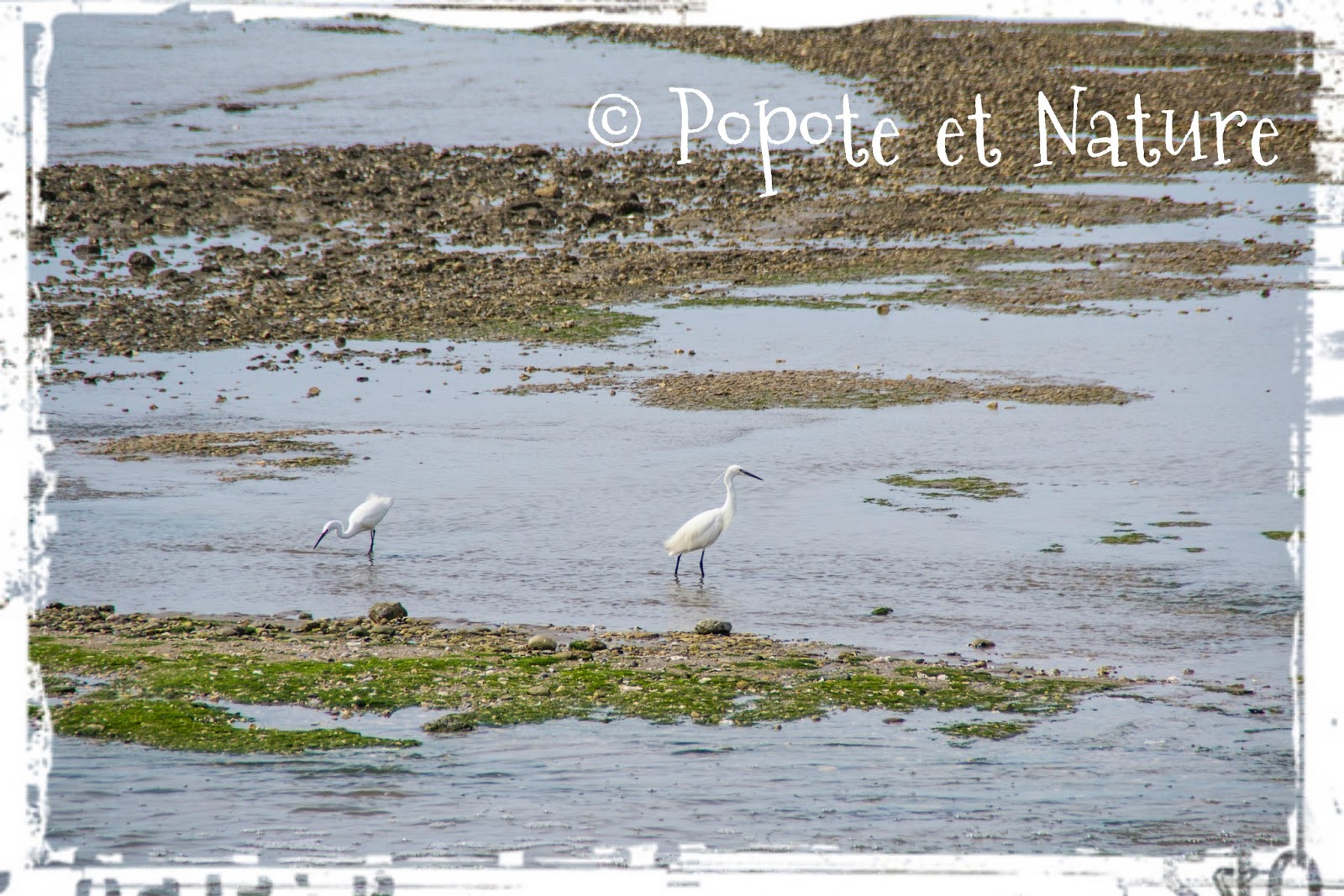 Popote et Nature: Escapade gourmande à La Rochelle