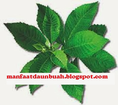Manfaat Khasiat Daun Sembung untuk Kesehatan Tubuh