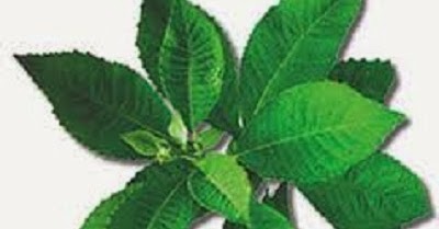 Manfaat Khasiat Daun Sembung untuk Kesehatan Tubuh