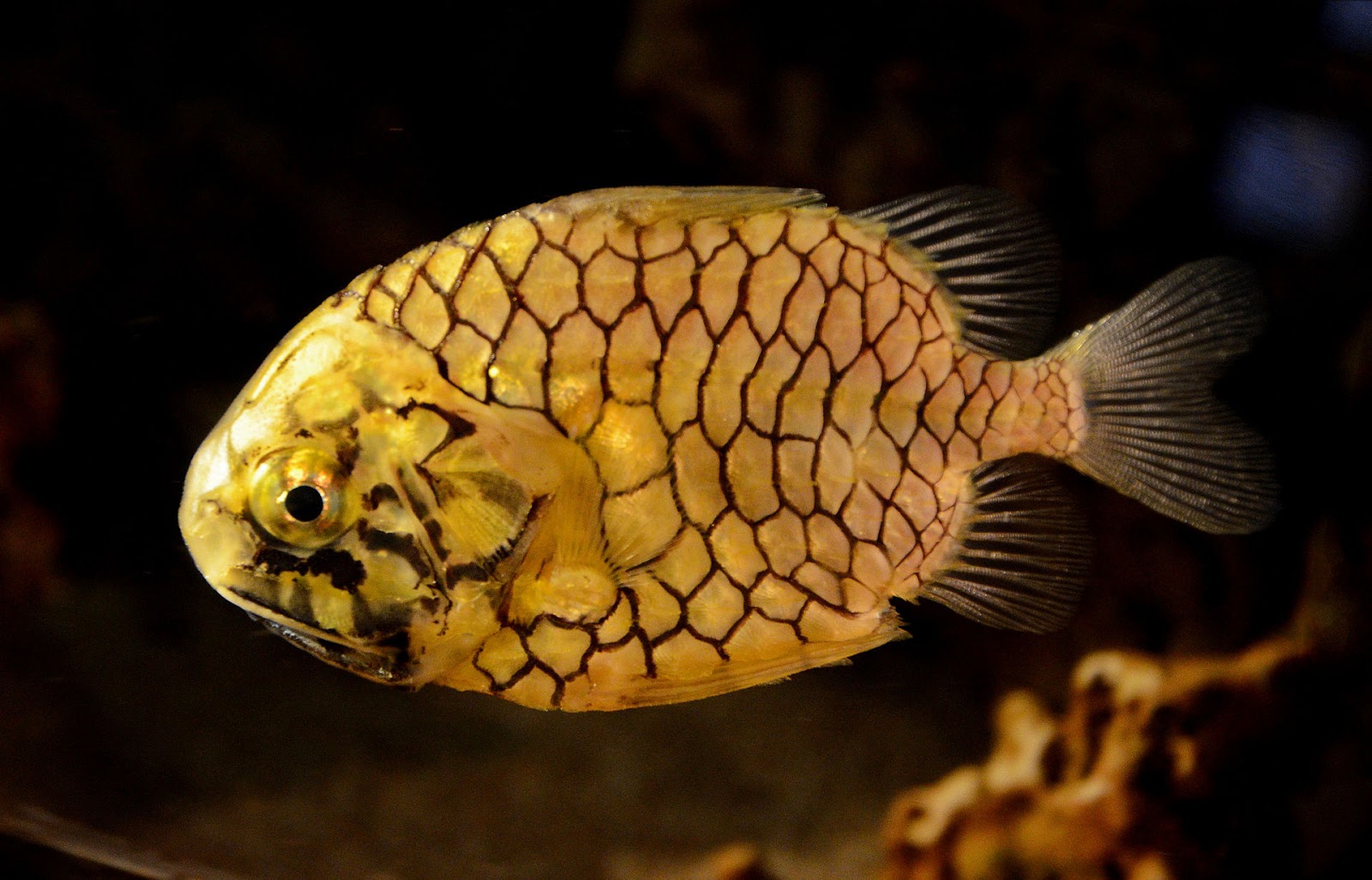 Real Monstrosities: Pinecone Fish