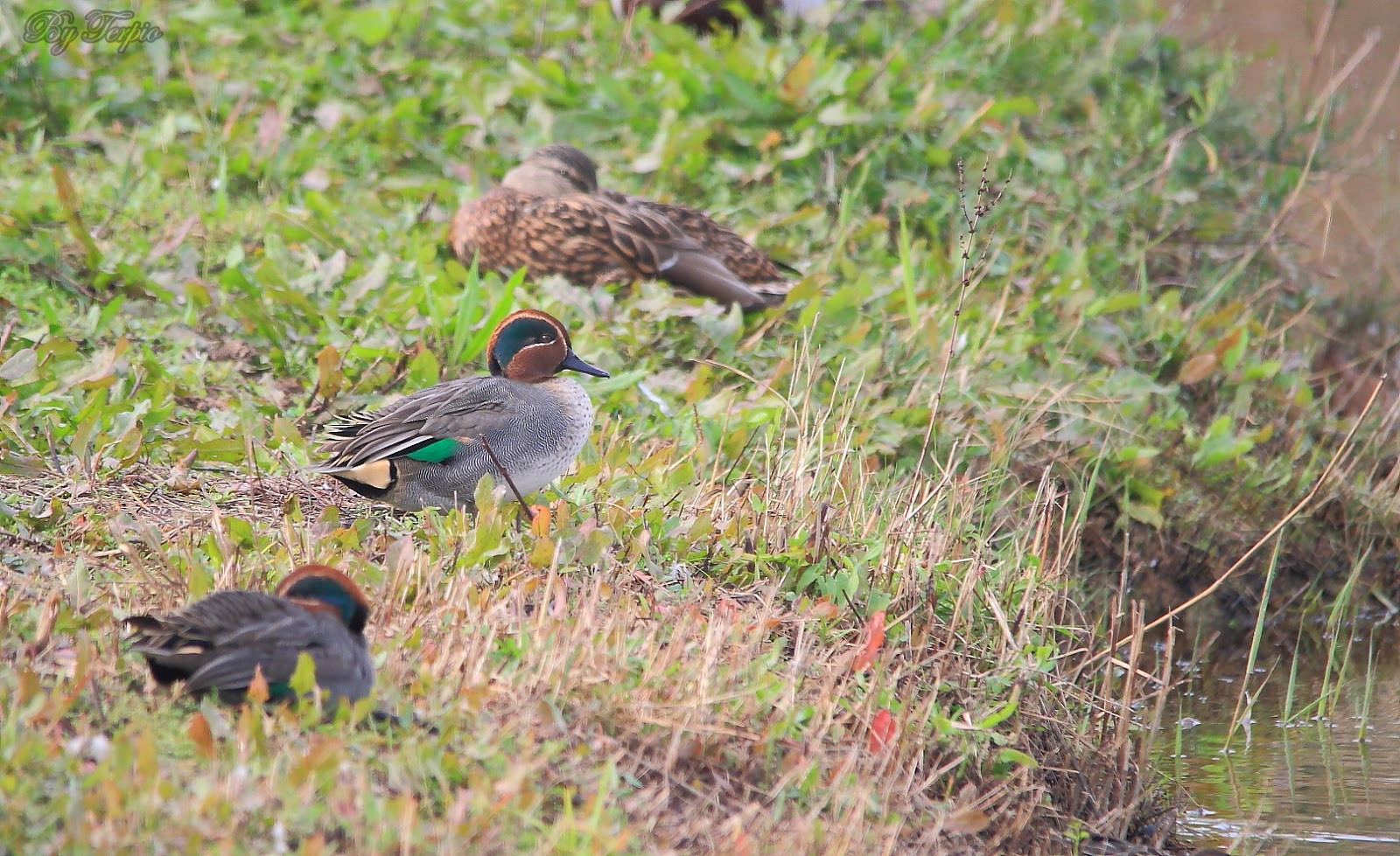 Viajes, Salidas, Naturaleza, (Fotografía).: Cerceta Común (Anas Crecca).
