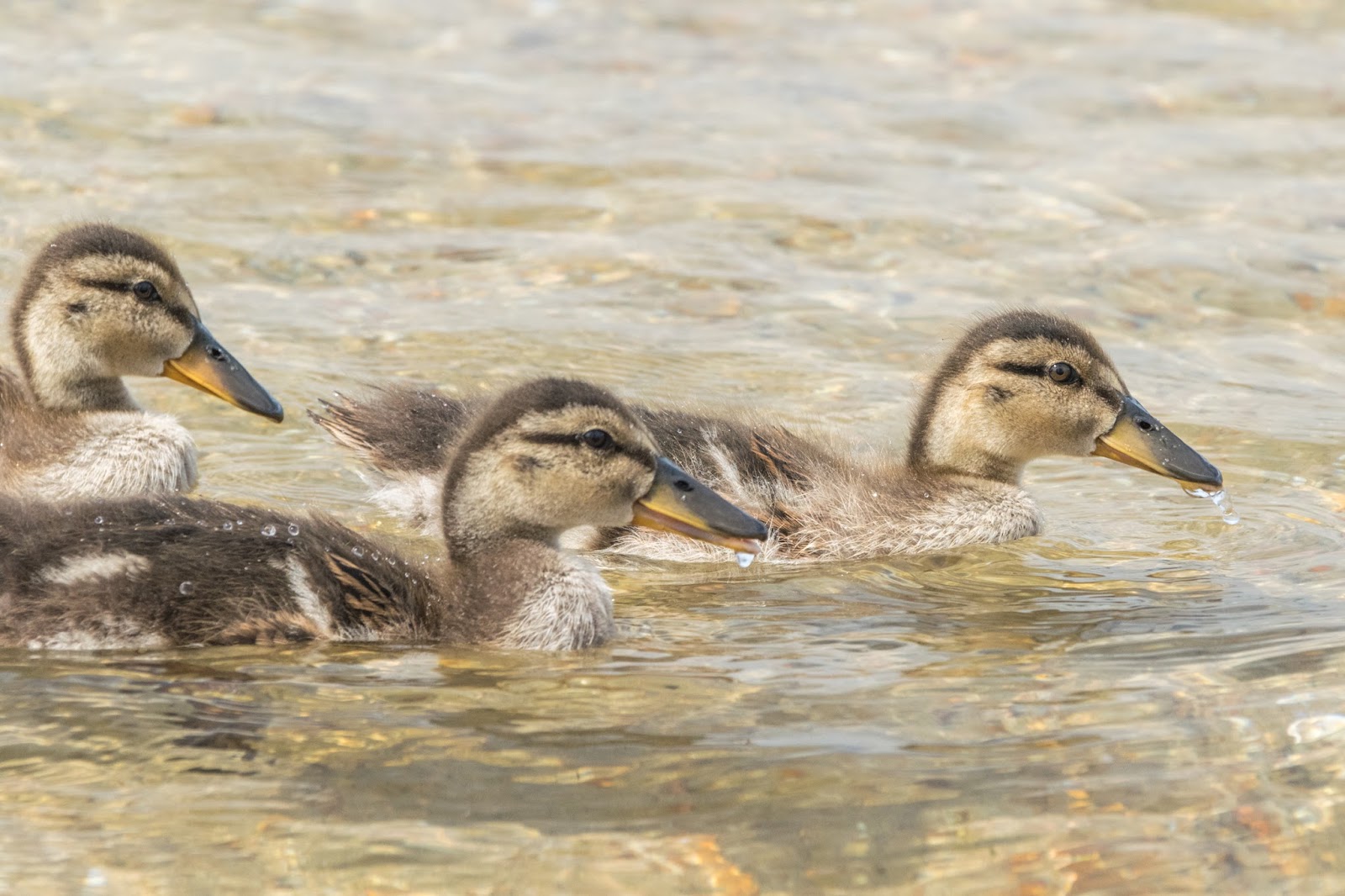 Cape Cod: Duck, Osprey, Seal