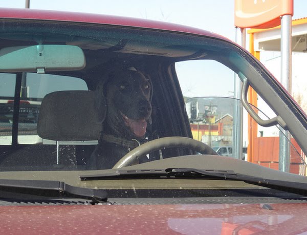 40 Cool dogs driving cars (40 pics) | Amazing Creatures