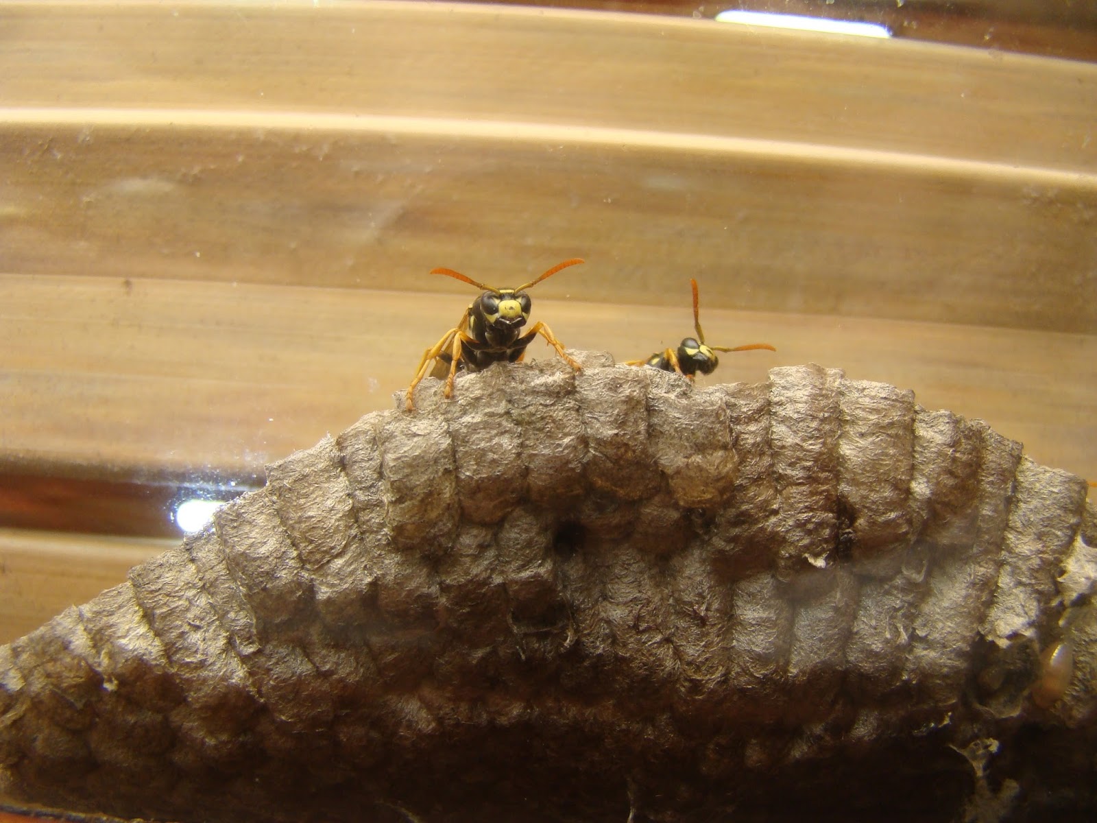 Ksenjin Vrt: julij 2013