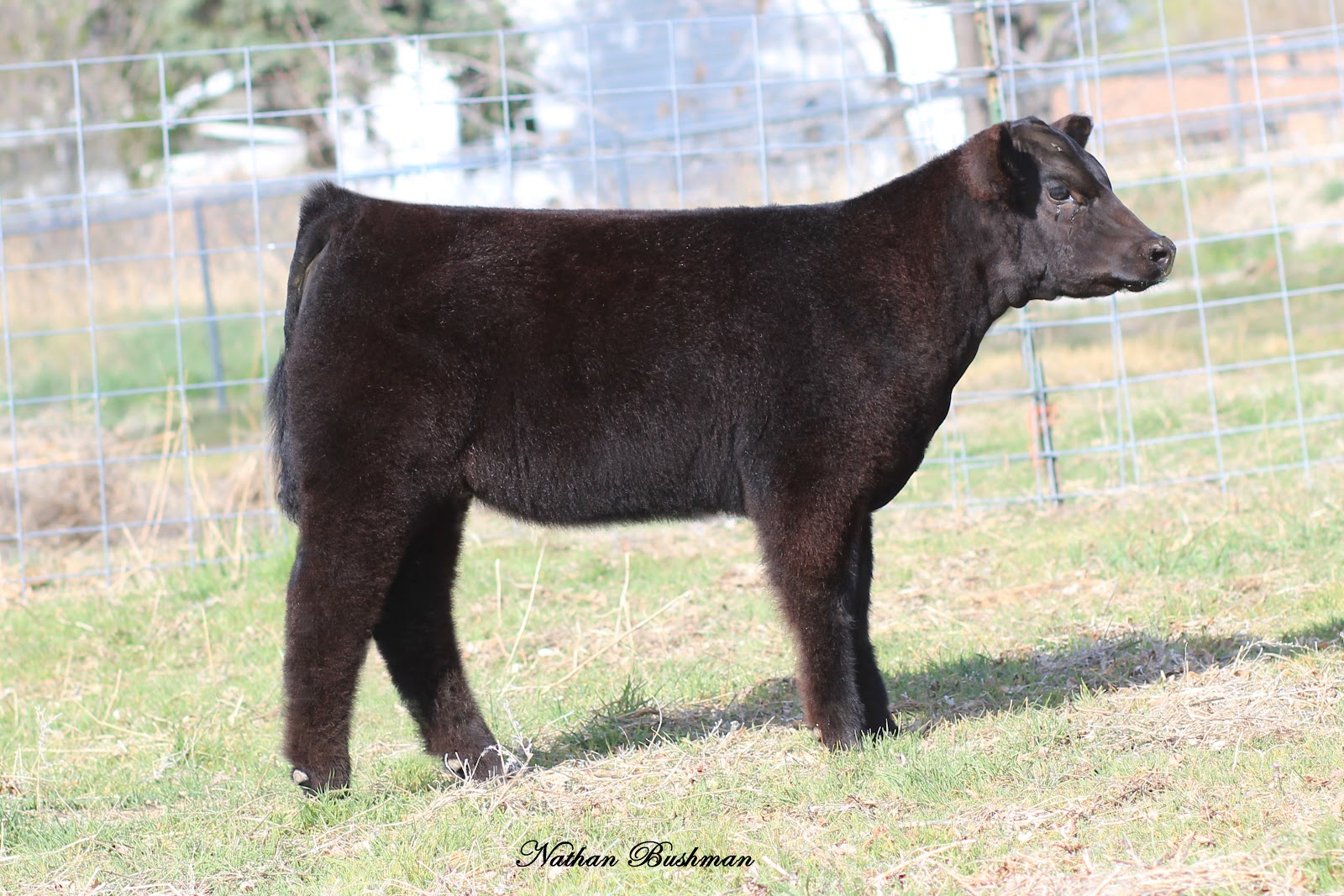 Bushman Cattle Company: Monopoly x Hairy Bear Heifer