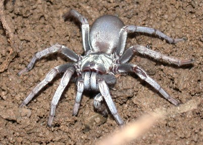 Curiosidades del Mundo: fotos - Tarántulas , Arañas, fotos de arañas ...