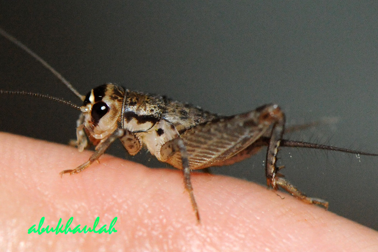 Photography Malaysia by Tok Ayah al-Kelantani: Baby Cengkerik