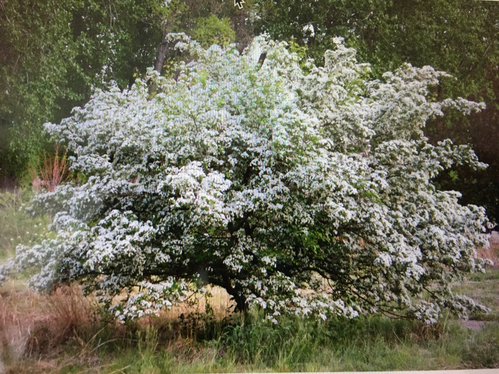 Colorado Mountain Gardener: Experiment with an Ornamental Tree!