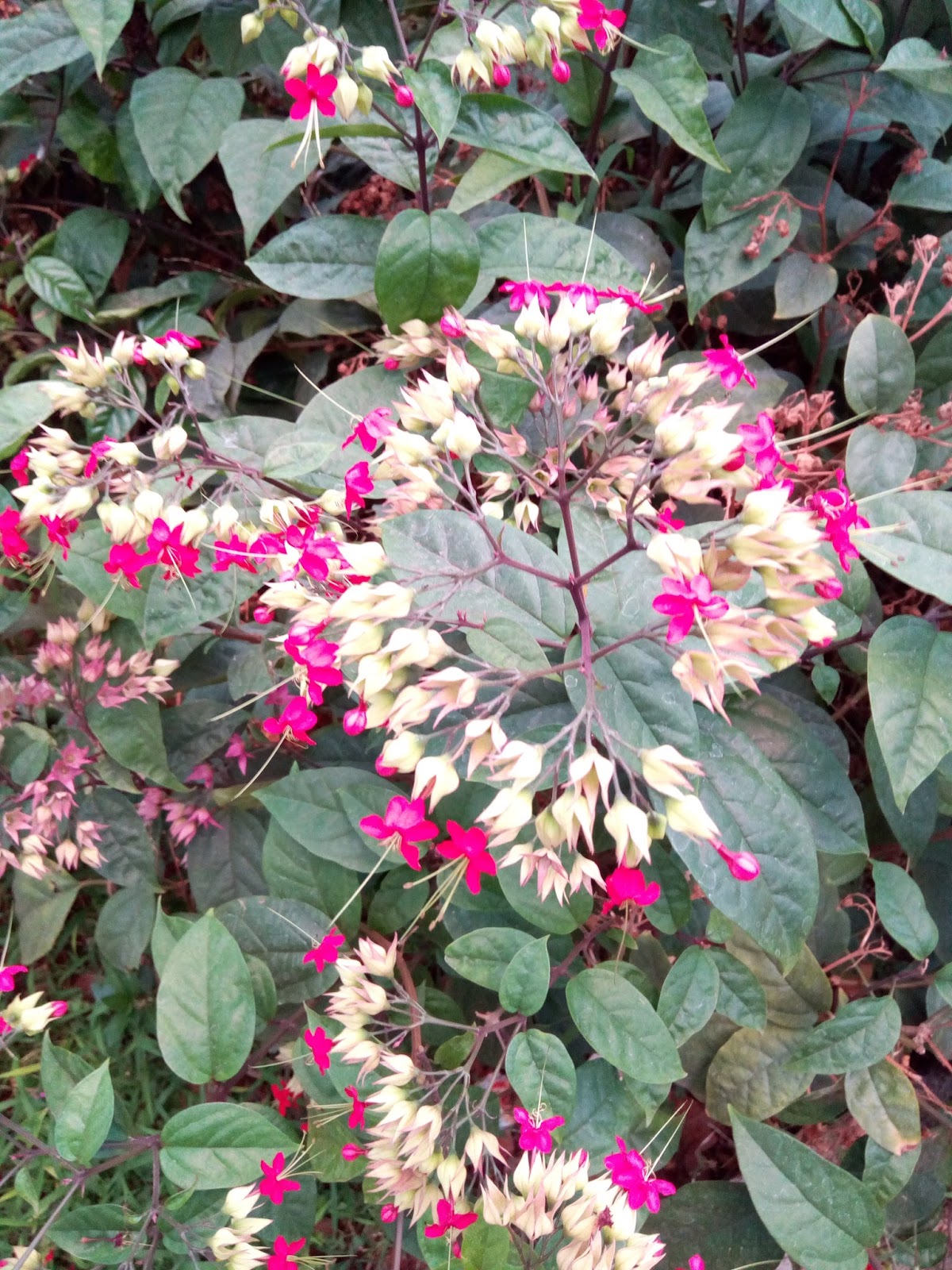 Garden Care Simplified: Nature Has its Own Harmony Bleeding Hearts Vine ...