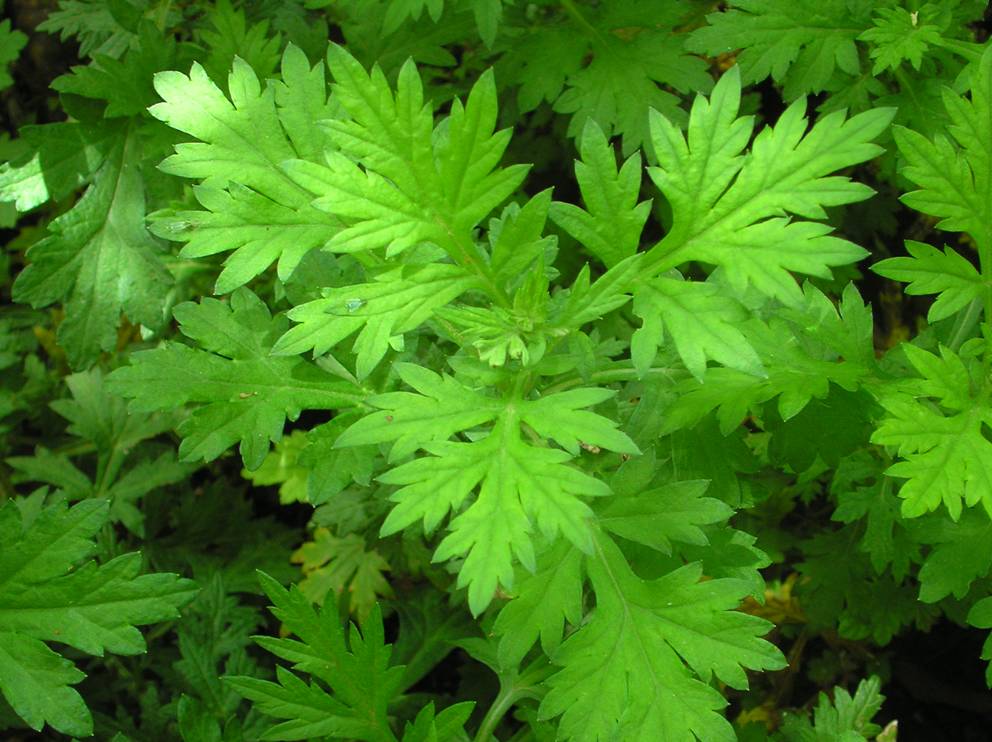 Plants used for Ganapathi puja; Medicinal plants and Poisonous plants ...