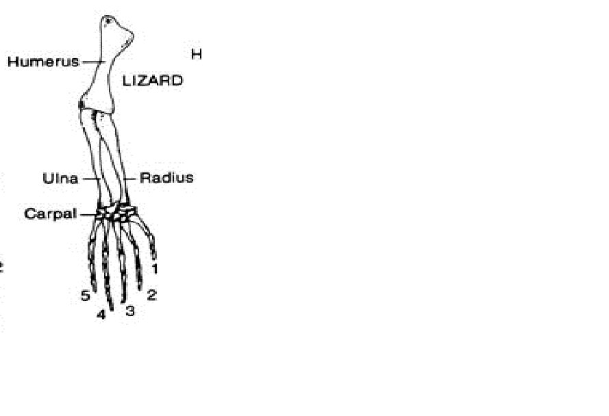 It's Too Late to Anthropologize: Week 3: Analogy/Homology