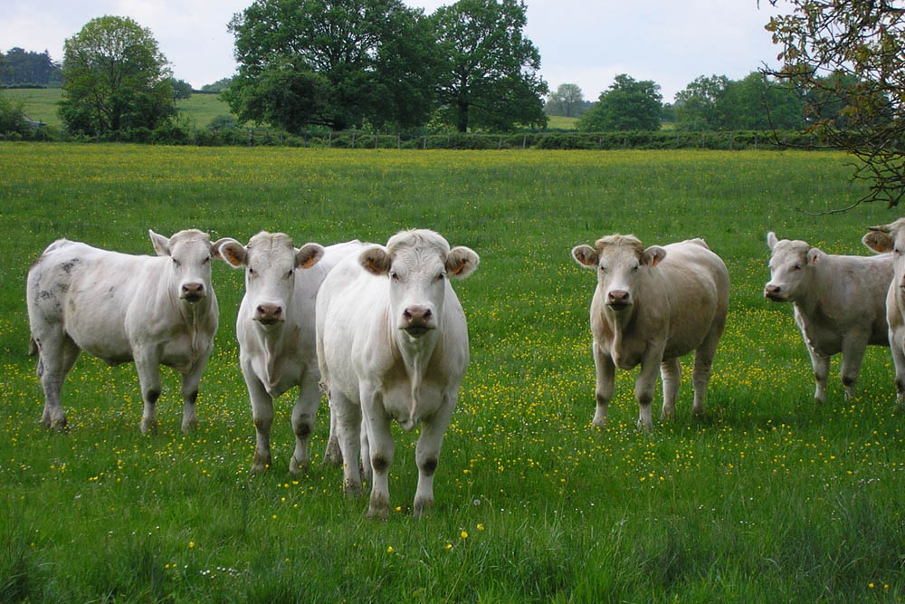 Cormatin, near Taizé & Cluny in South Burgundy: What Colour Is a Cow?