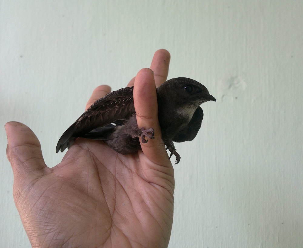 Birds and Nature Photography @ Raub: House Swift
