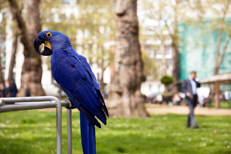 Fresh eyes on London: Parrot on an Outing