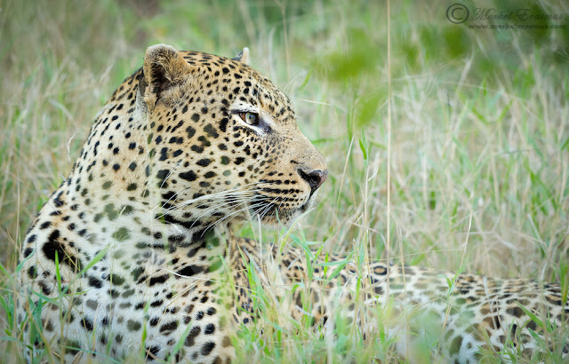 Returning to the Sabi Sands | Focusing on Wildlife