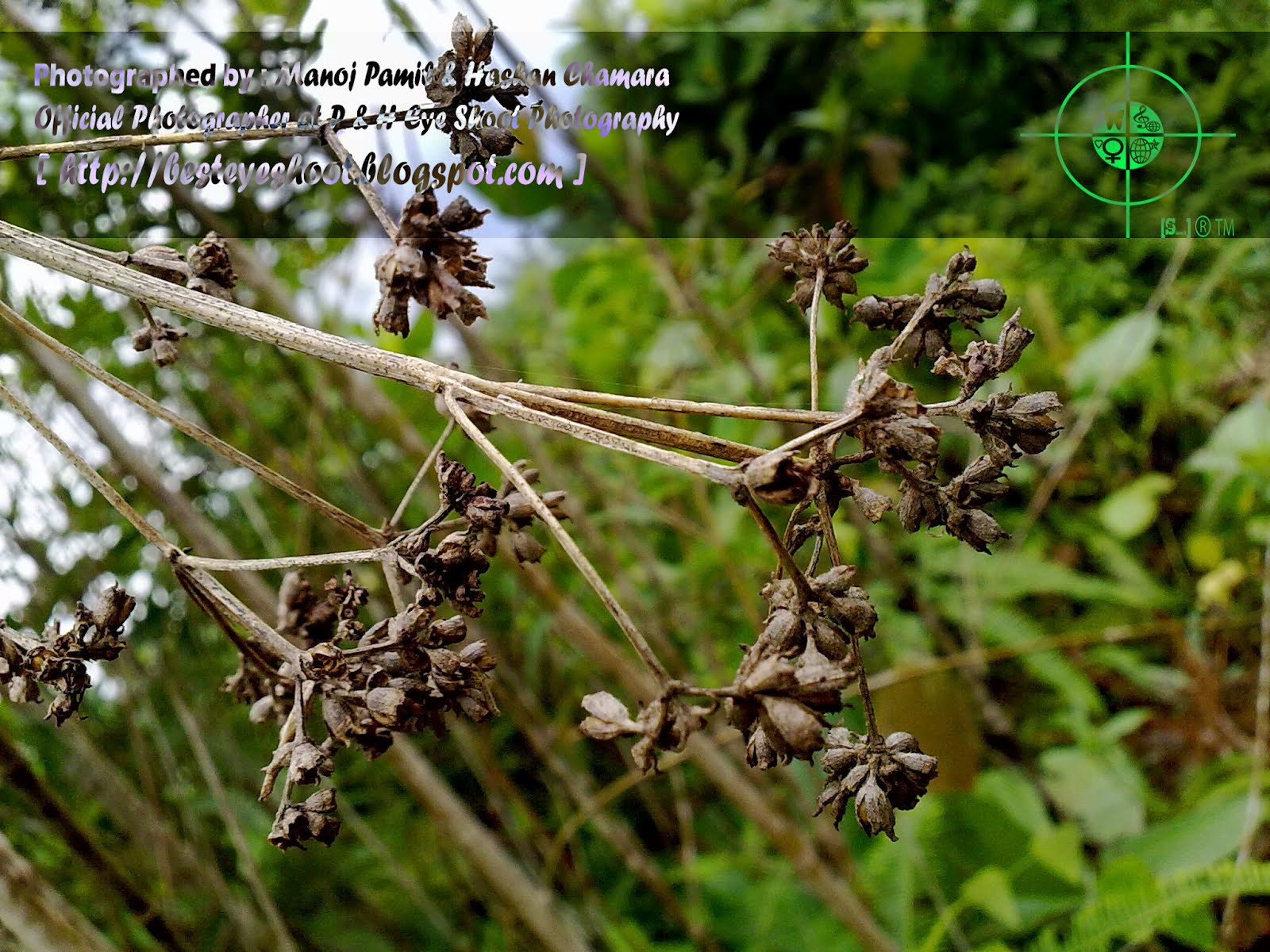 Sri Lanka Best Nachural Photography P & H Eye Shoot Photography - P & H ...