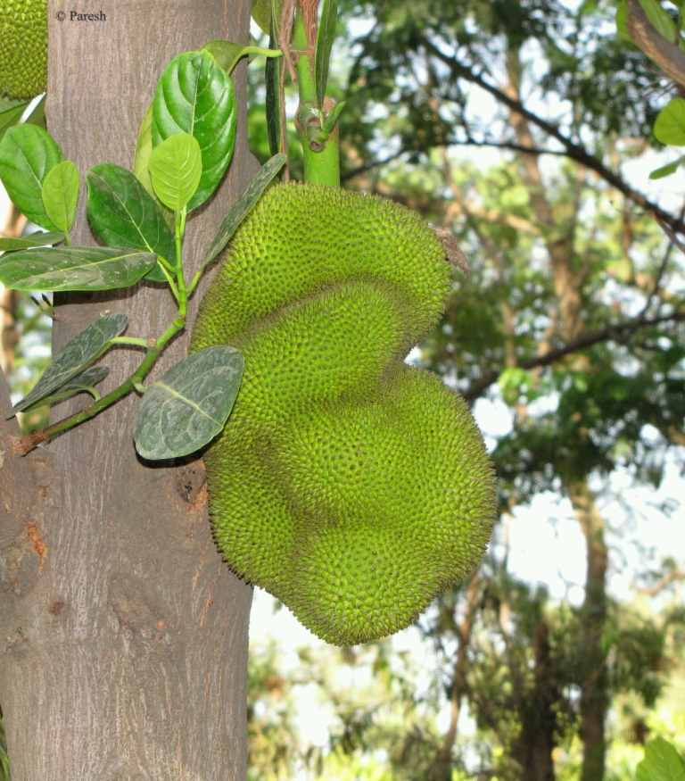 Gifting Trees...: The Indian Bread-fruit